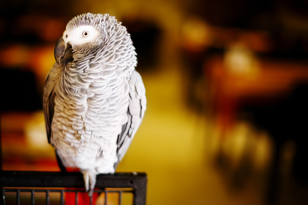 Pet O Pets