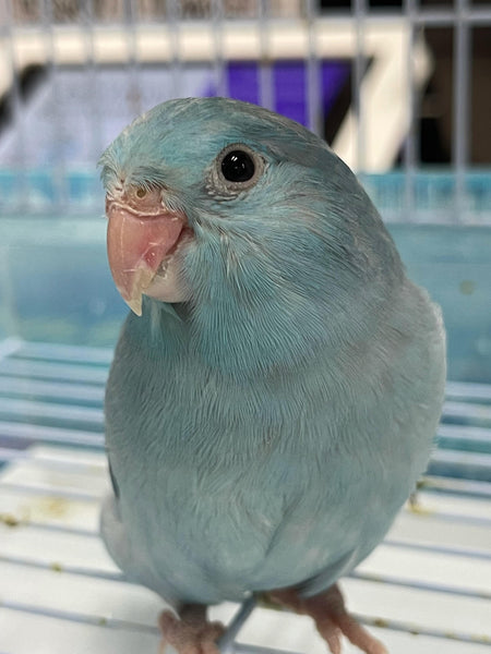 Pet O Pets